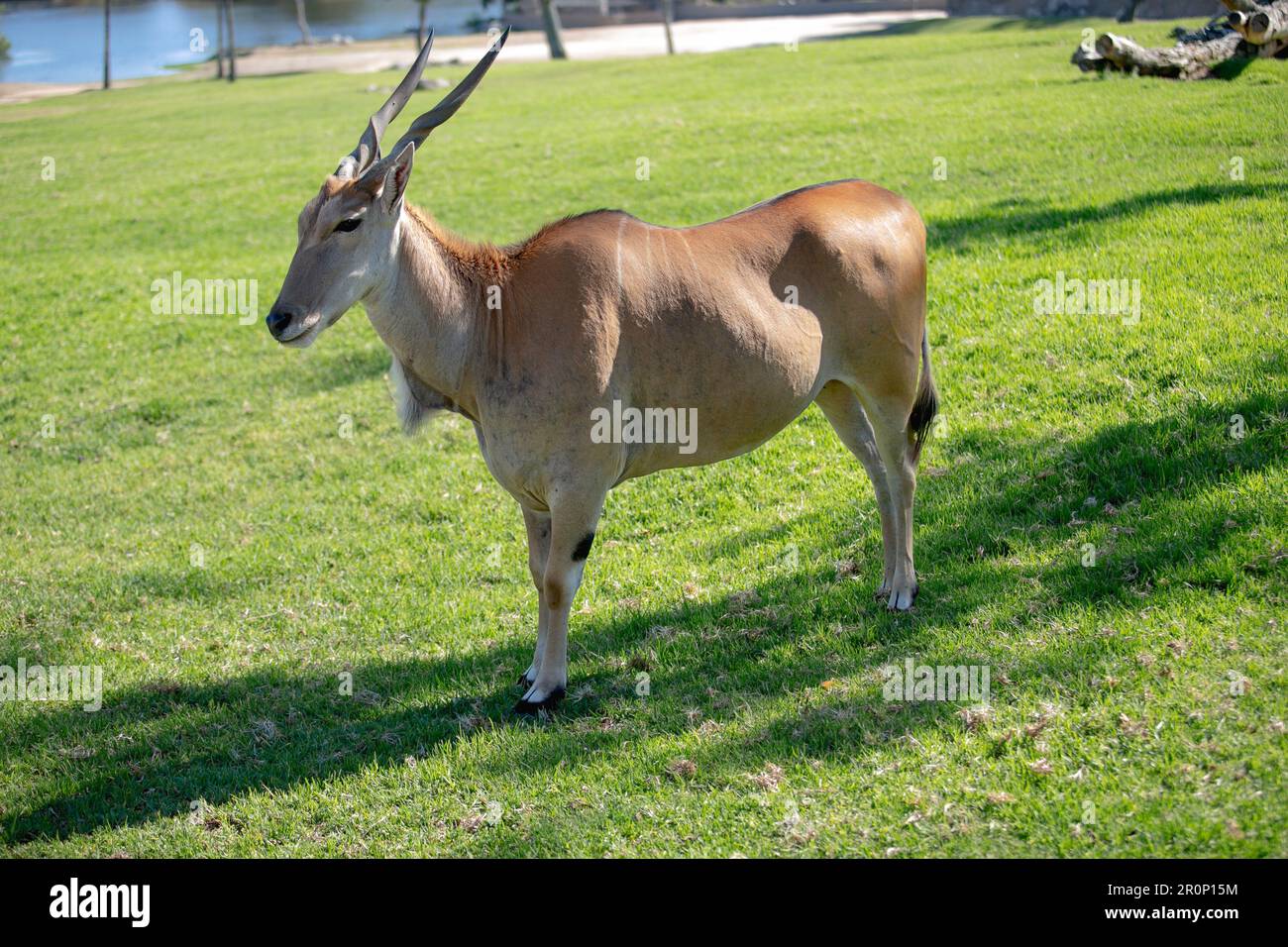 A view of a common eland, seen at a local city zoo Stock Photo - Alamy
