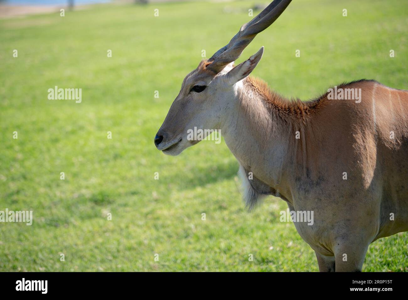 A view of a common eland, seen at a local city zoo Stock Photo - Alamy