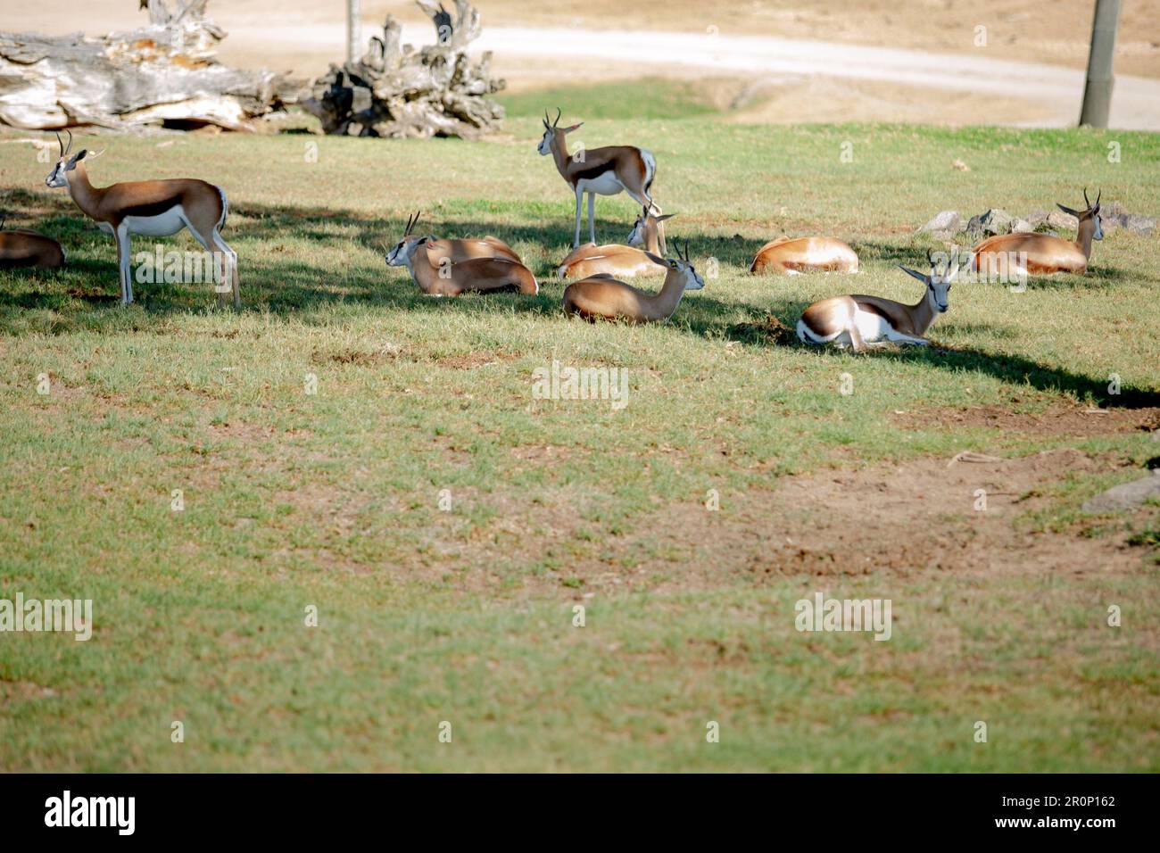 A view of several South African springbok, seen at a local zoo Stock ...