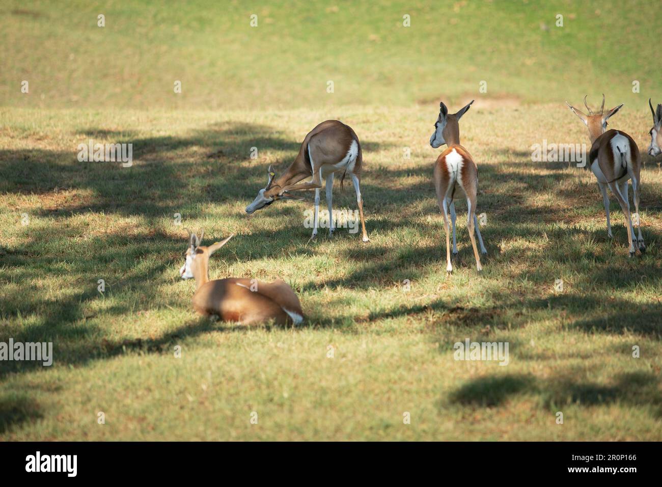 A view of several South African springbok, seen at a local zoo Stock ...