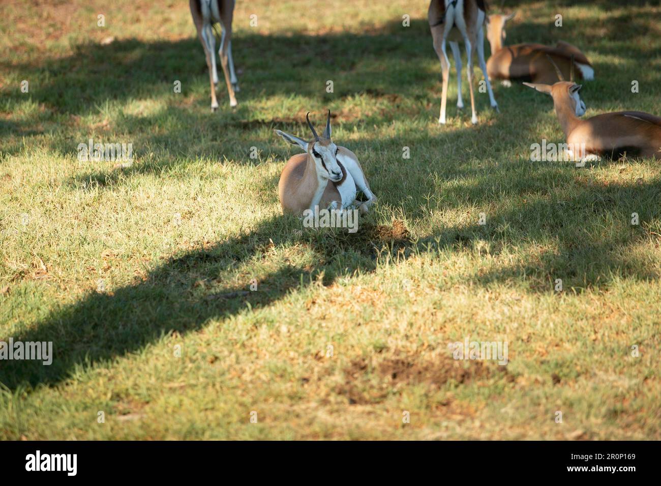 A view of several South African springbok, seen at a local zoo Stock ...