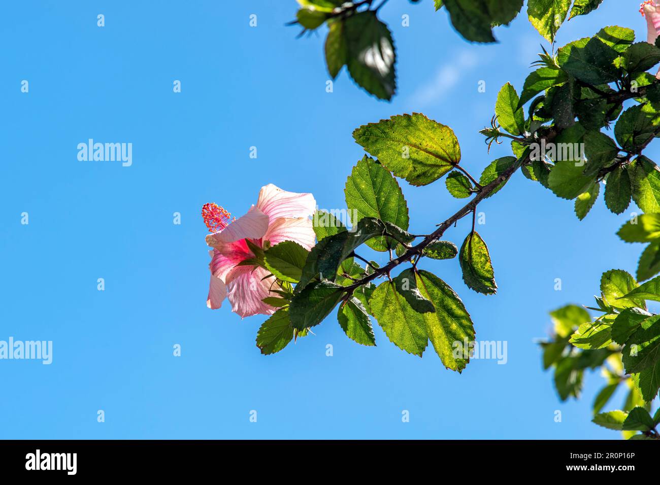 Low angle view with bright sun as backdrop of a pink colored Hibiscus ...