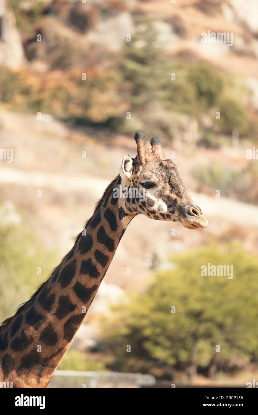 A view of a giraffe, seen at a local zoo Stock Photo - Alamy