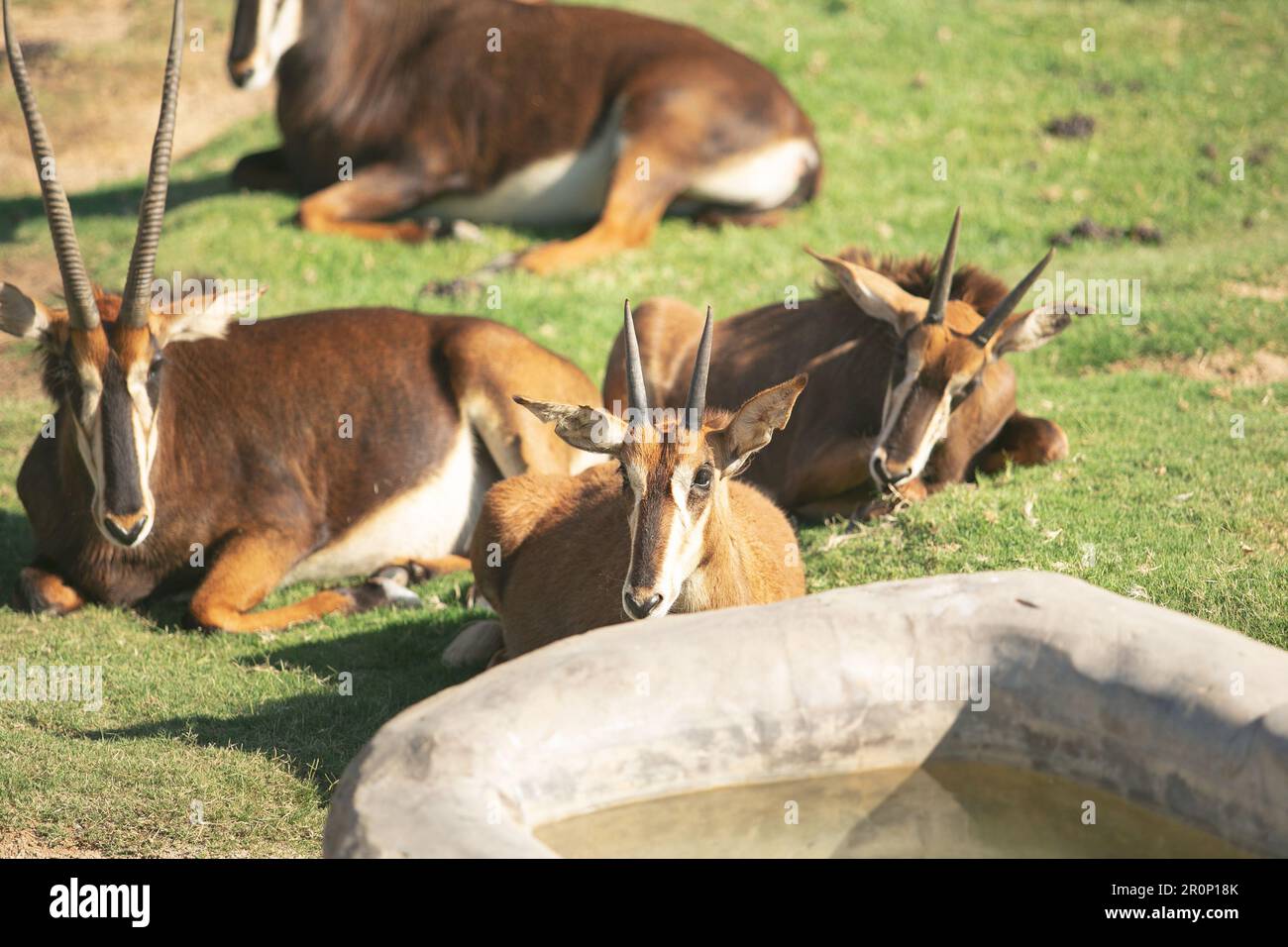 A view of several juvenile sable antelope, seen at a local city zoo ...