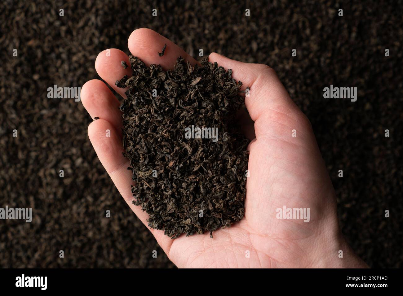 Hands taking a handful of fanning or broken loose leaf black tea and ...