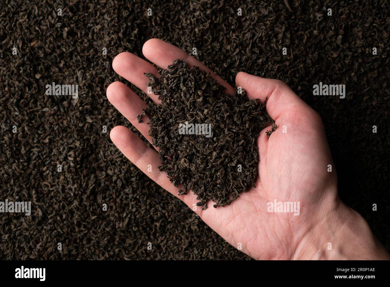 Hands taking a handful of fanning or broken loose leaf black tea and ...