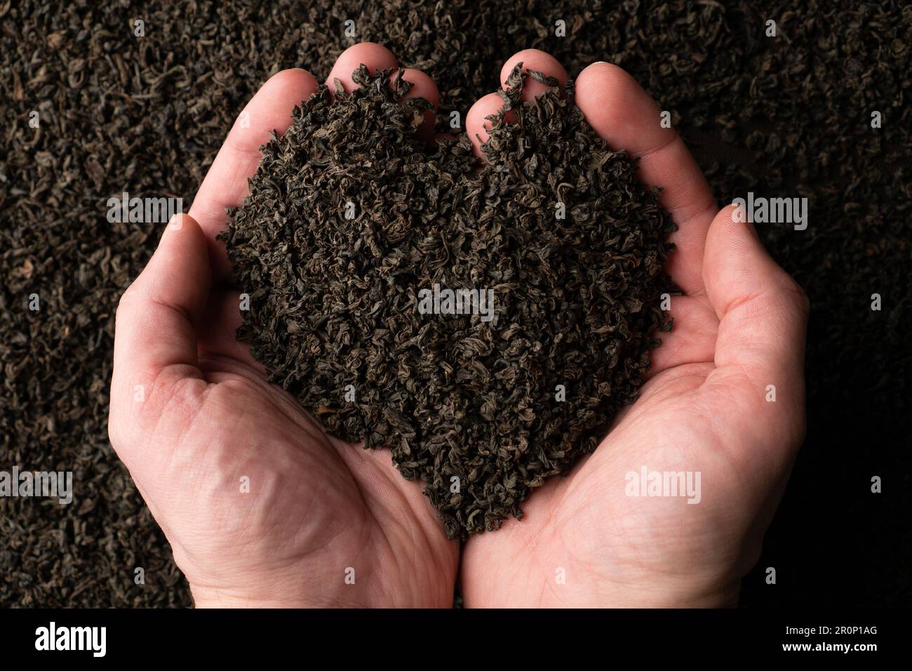 Hands taking a handful of fanning or broken loose leaf black tea and ...