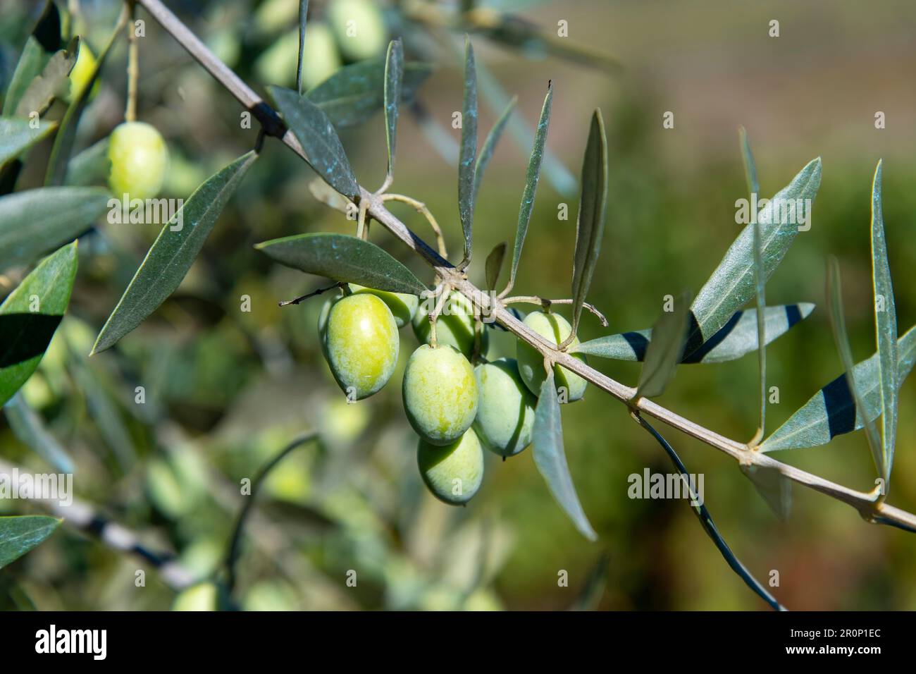 Close up view of a bunch of green olives on a branch with leaves with ...