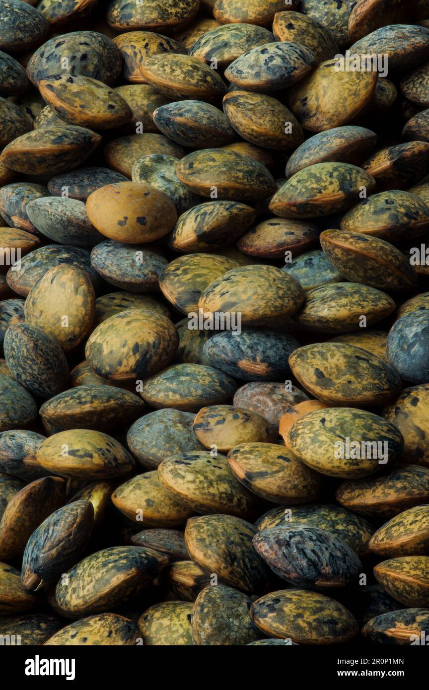 French green lentils (le puy green lentils PDO, AOC) (Lens esculenta ...