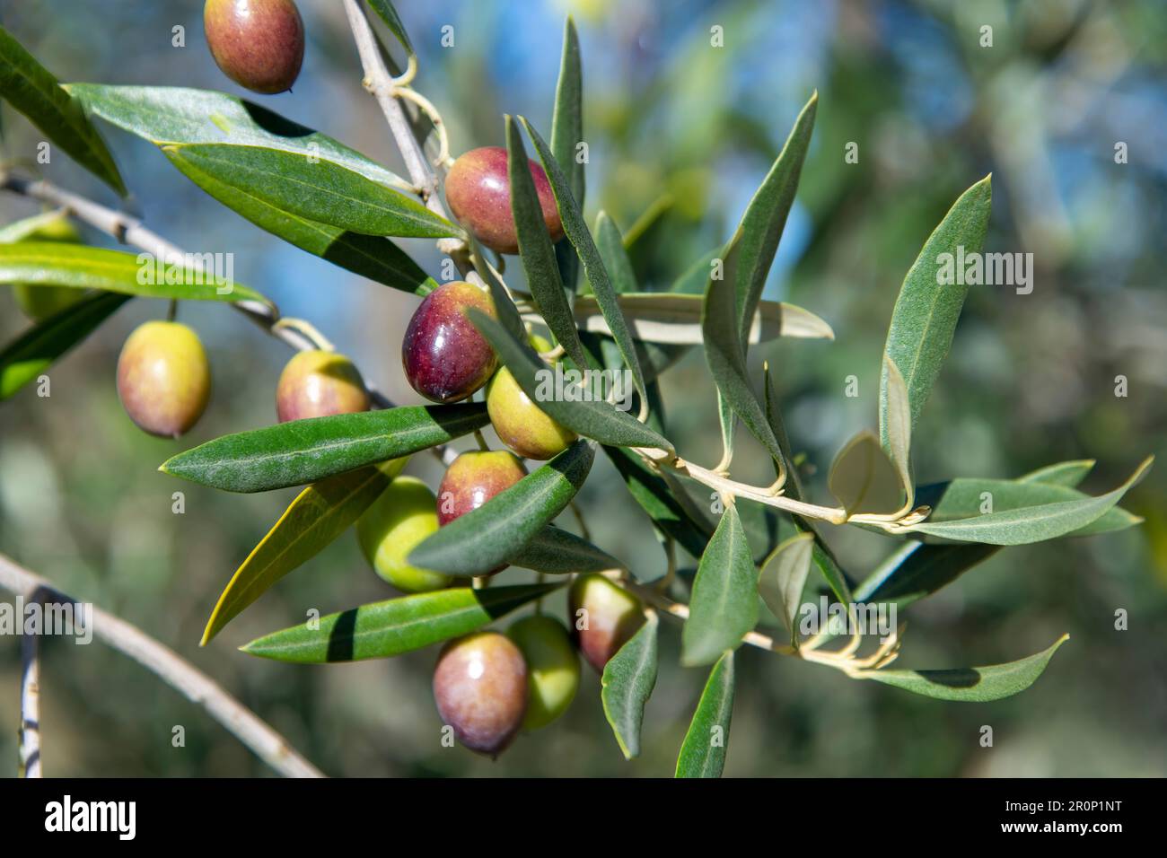 Close up view olives ripening hi-res stock photography and images - Alamy