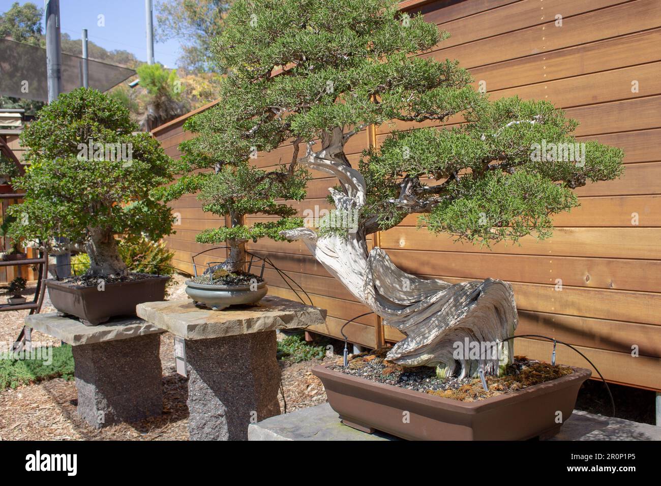 A view of several bonsai trees in a garden Stock Photo - Alamy