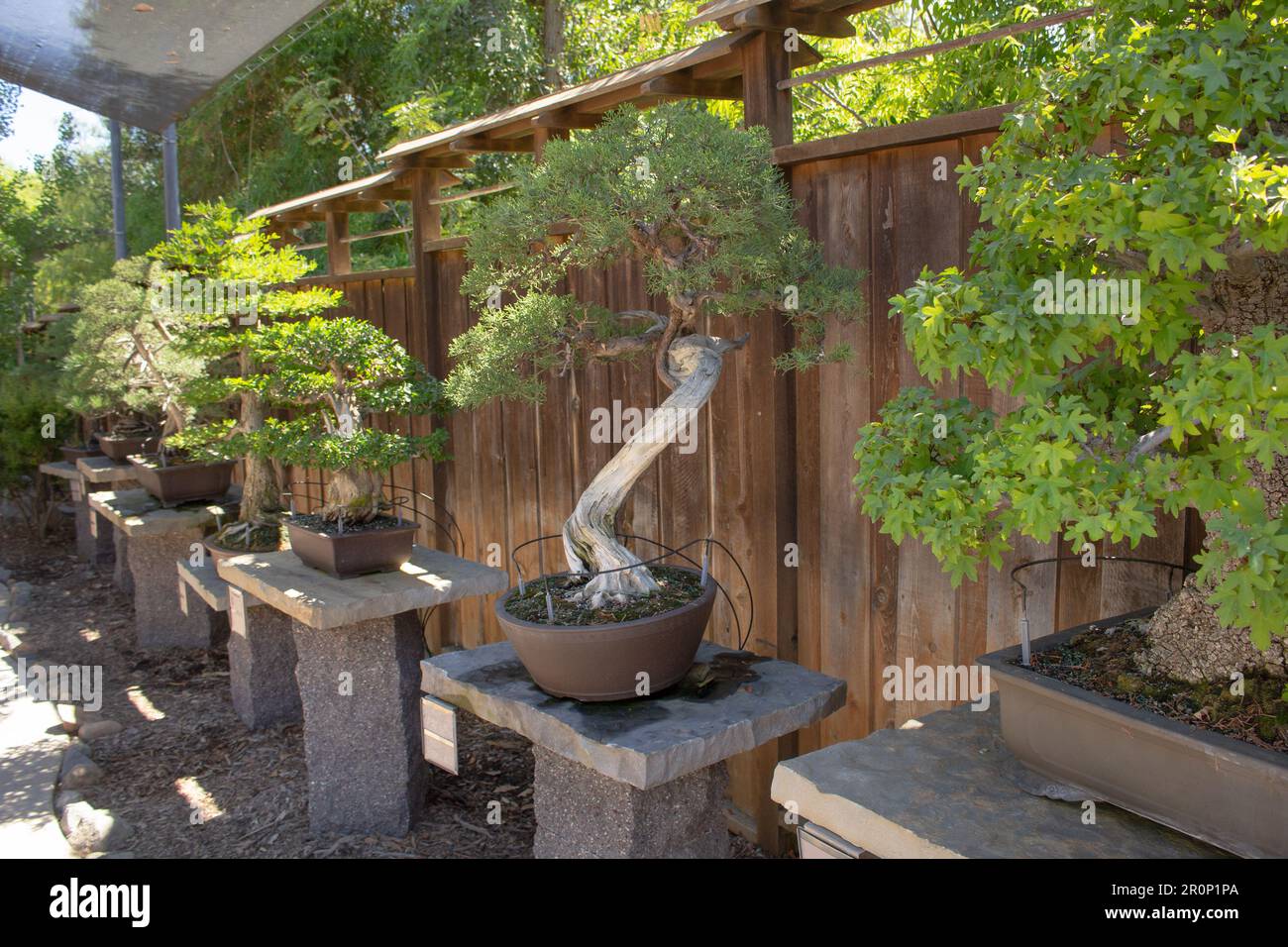 A view of several bonsai trees in a garden Stock Photo - Alamy