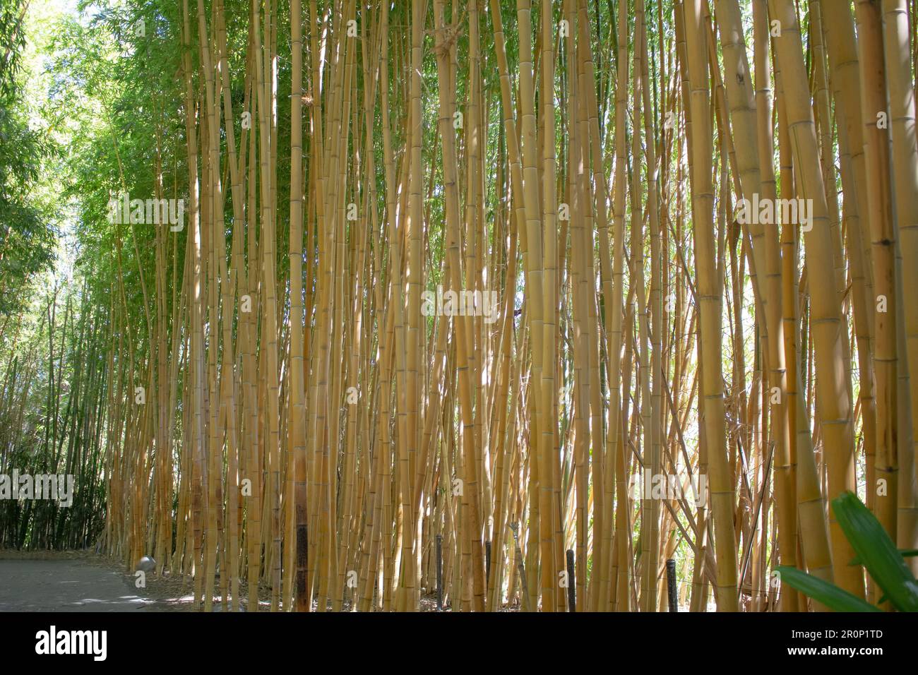 A view looking at the stalks of a bamboo forest Stock Photo - Alamy