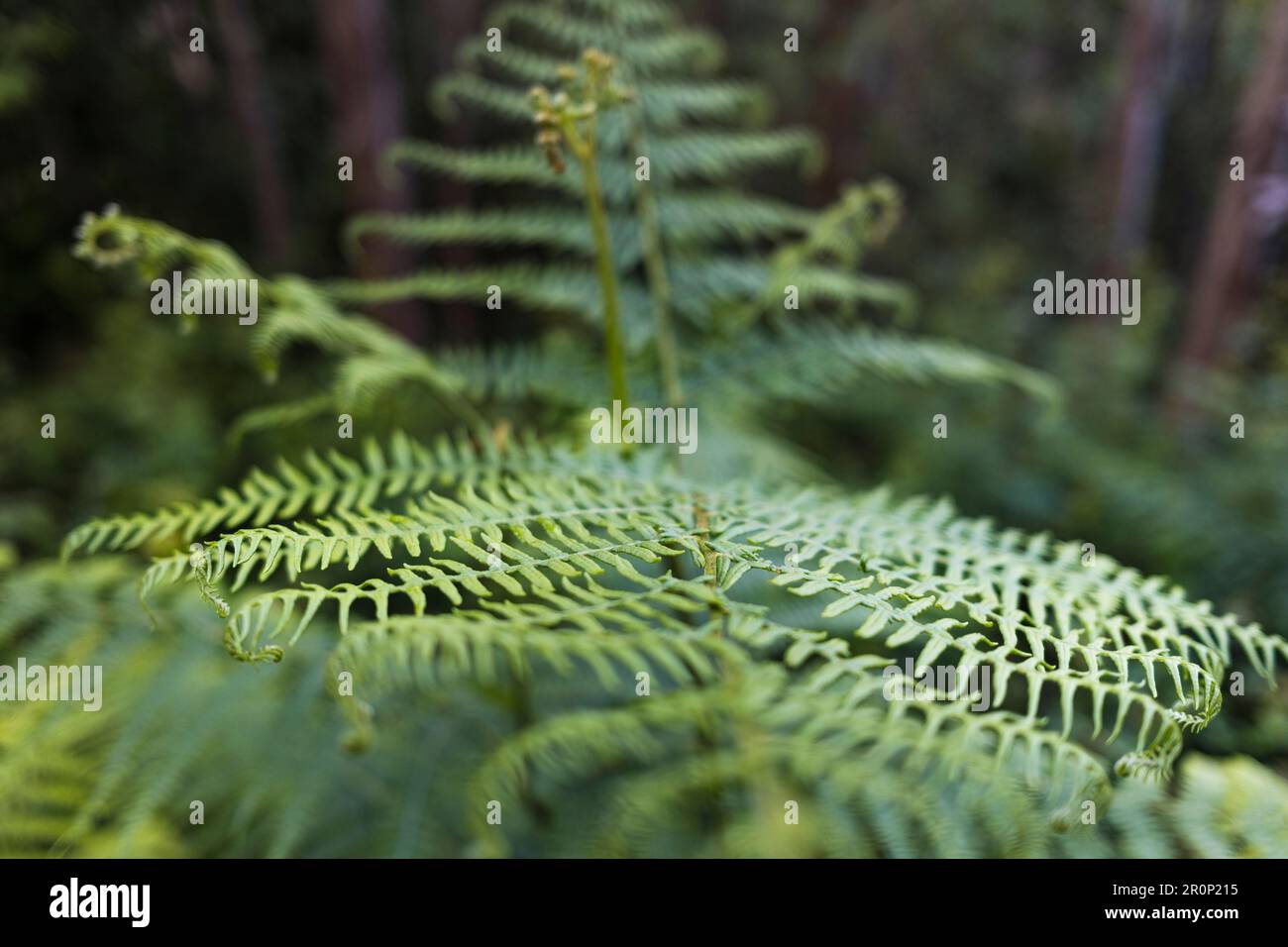 Macro photograph of the leaves of a fern in spring with very shallow ...