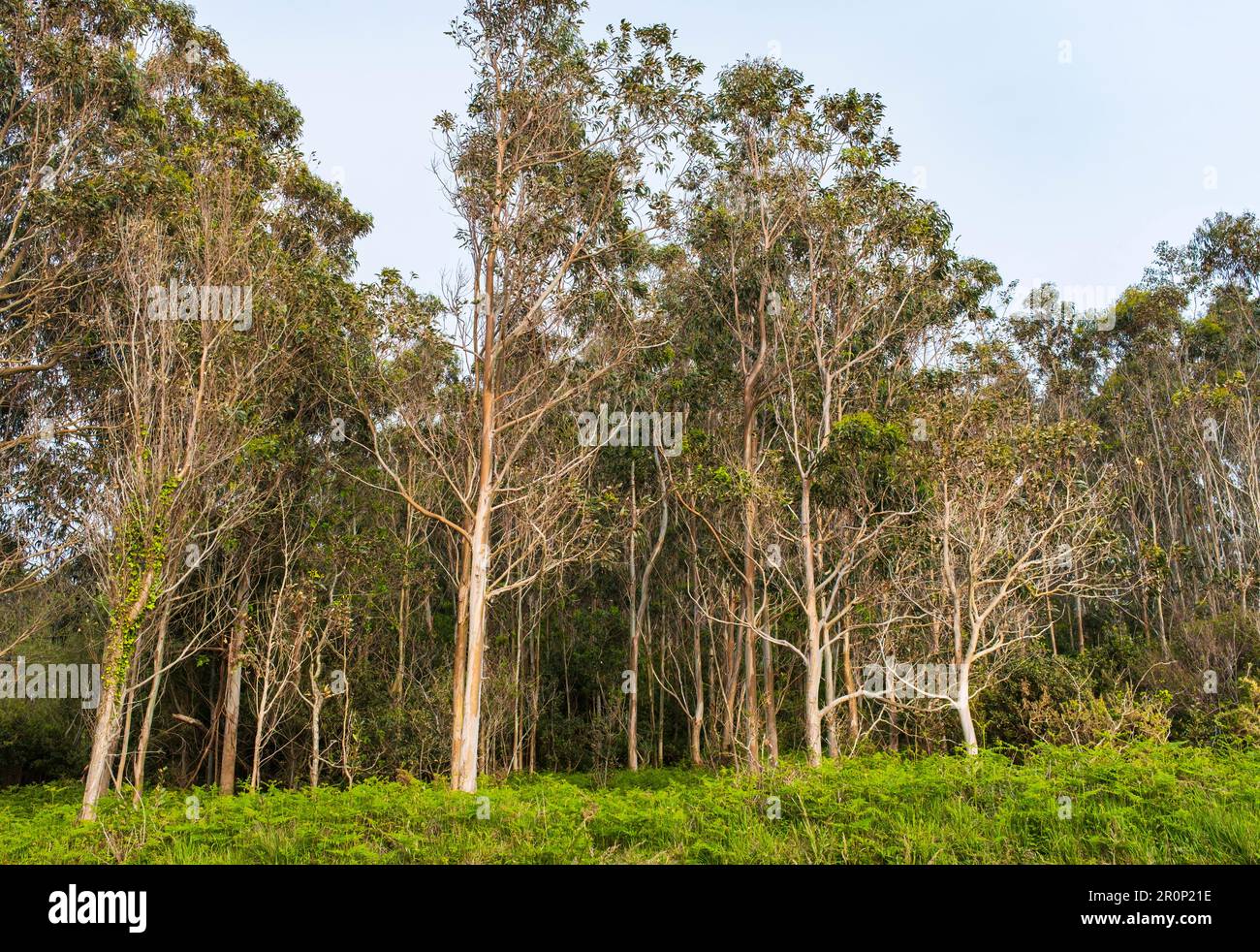 View of a forest with eucalyptus plantation and very leafy ferns in ...