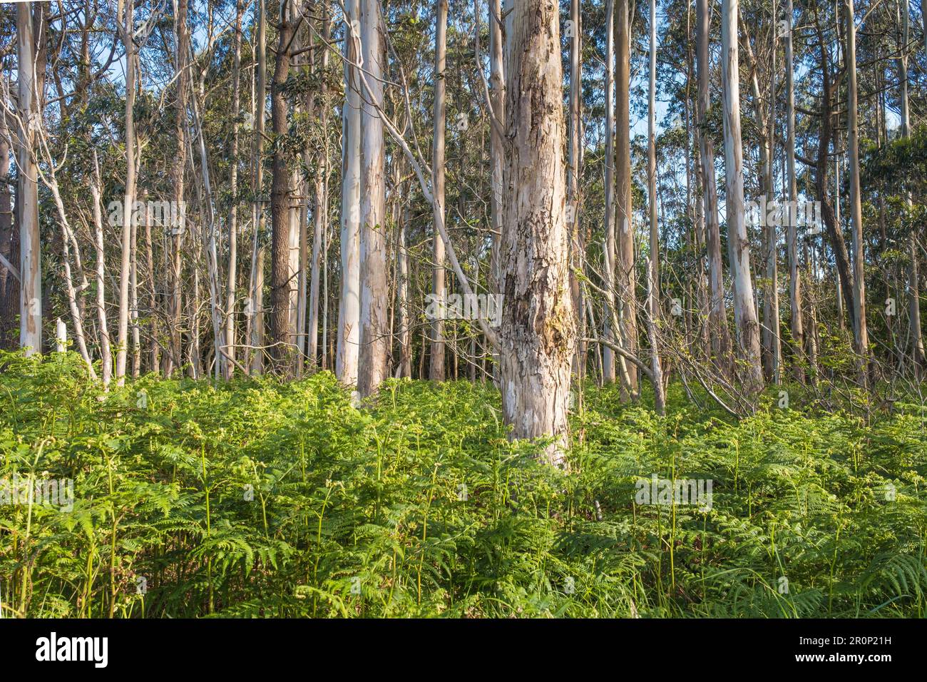 View of a forest with eucalyptus plantation and very leafy ferns in ...