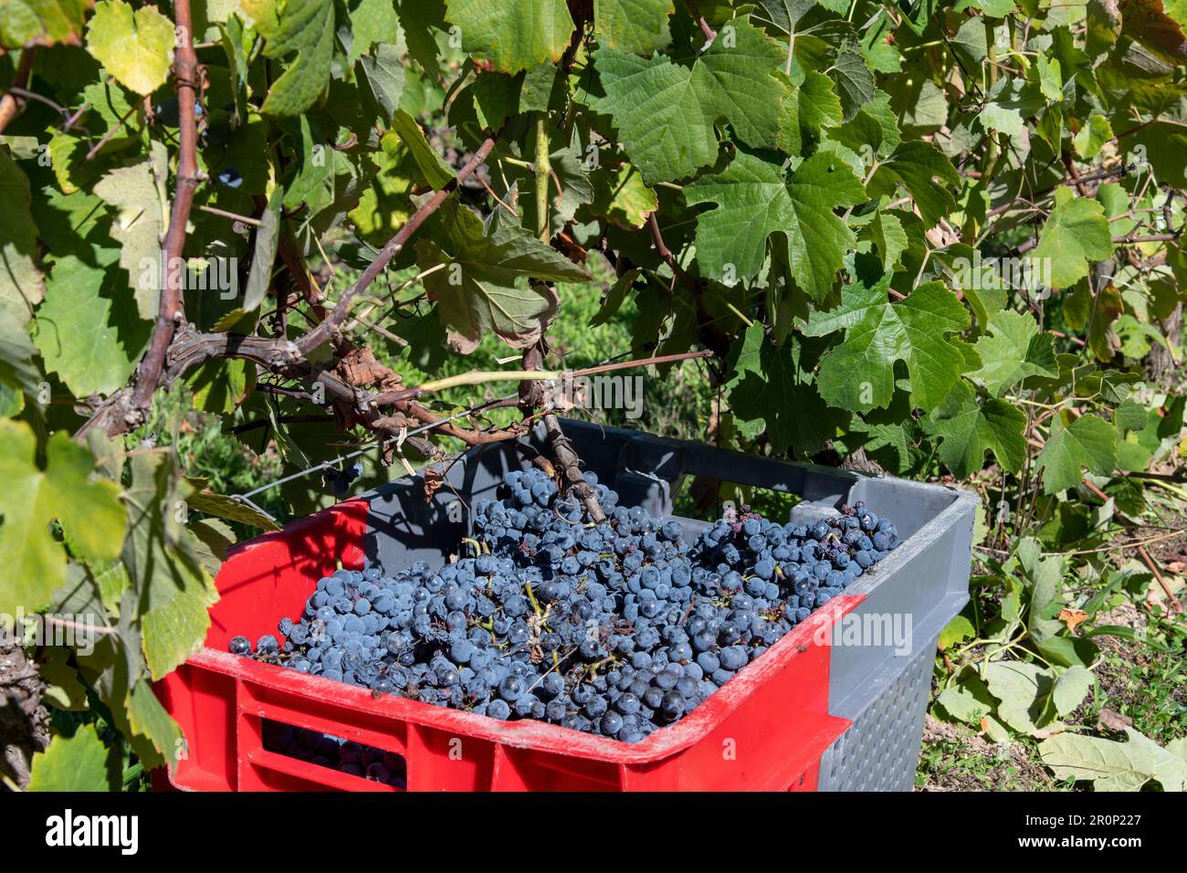 Close up view of harvested blue grapes in a red and grey fruit box ...