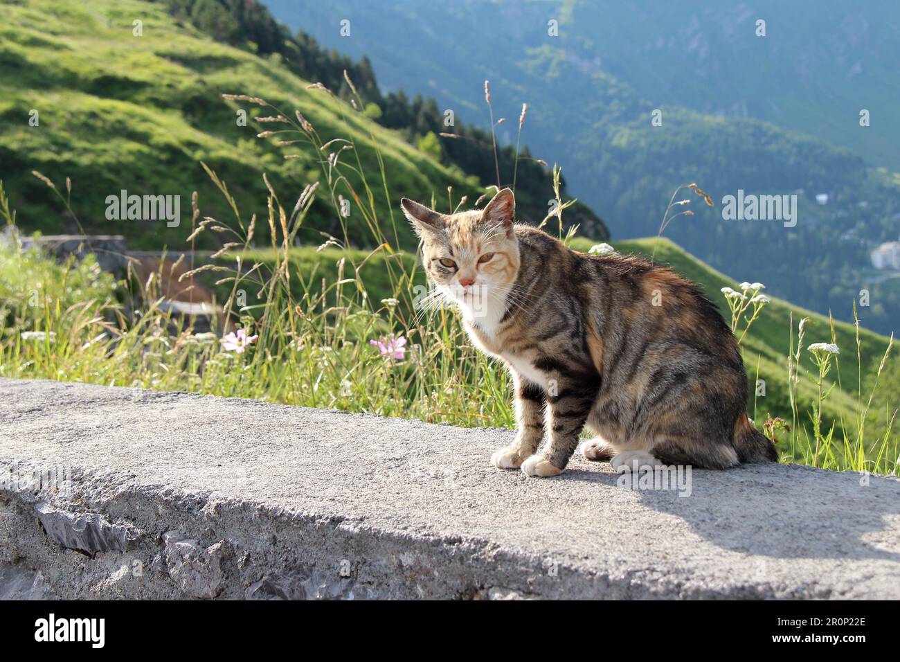 cat in the french pyrenees Stock Photo - Alamy
