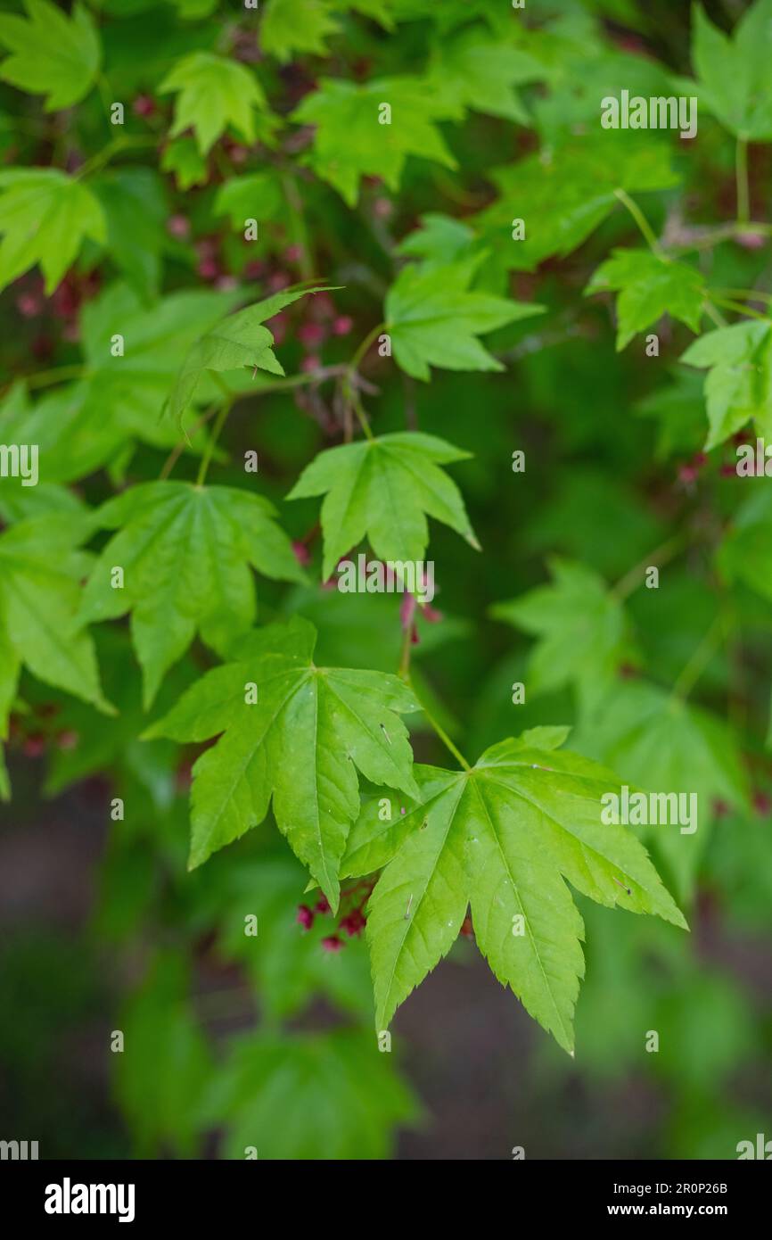 Subtle dappled light I wanna beautiful Green Maple tree Stock Photo - Alamy