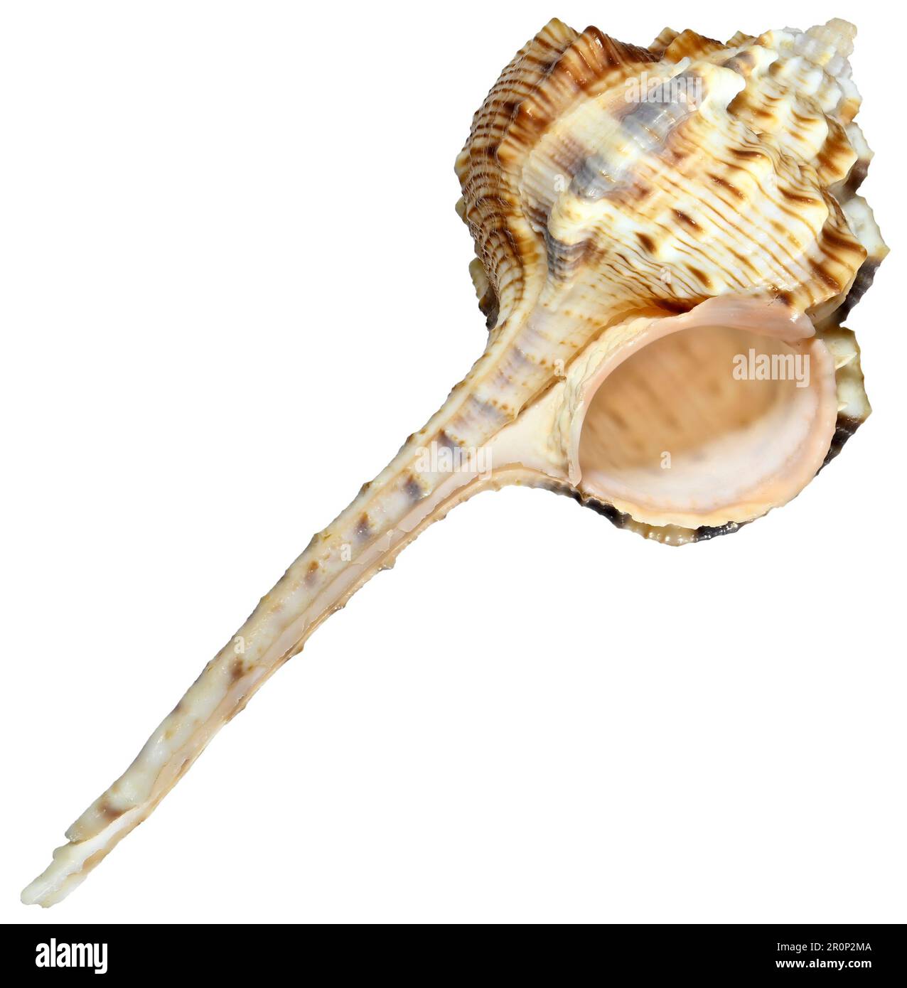 Snipe's Bill Murex (Haustellum haustellum) c12cm. Phillipines Stock ...