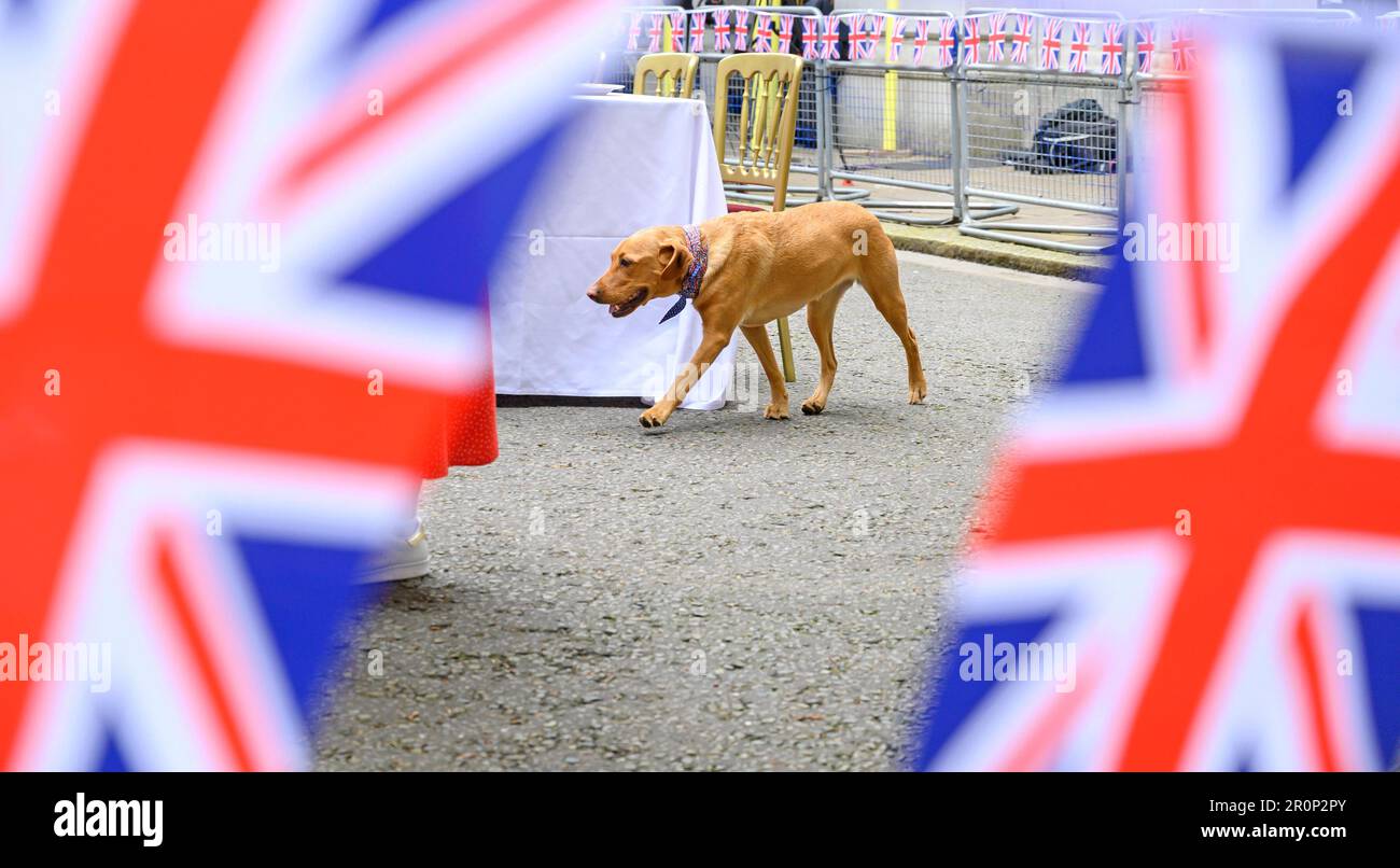 Nova - the Prime Minister's family dog - at the Coronation Big Lunch ...