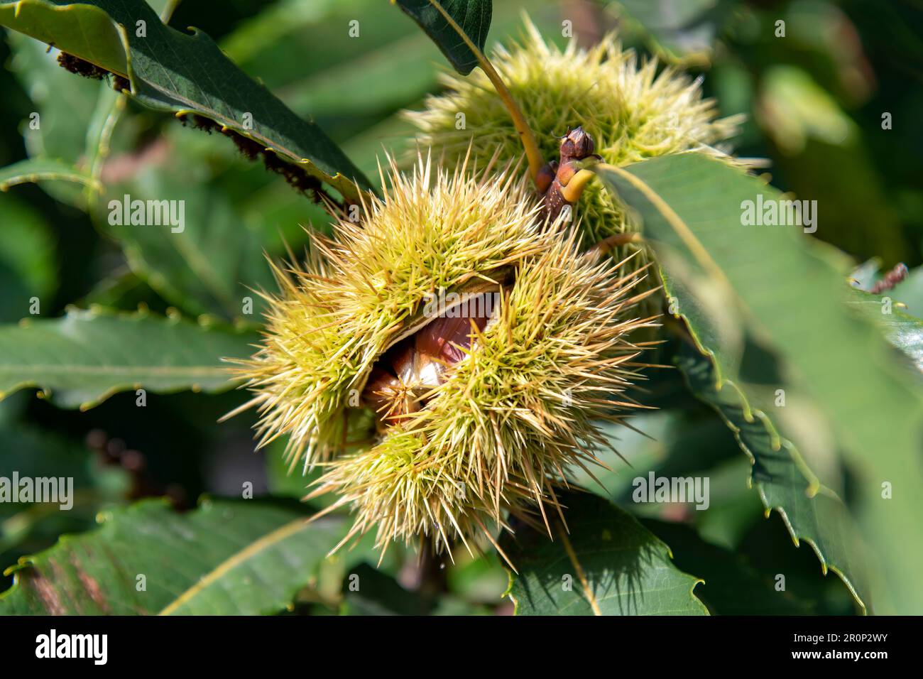 Close up of an opening prickly pod of a sweet chestnut on a branch with ...