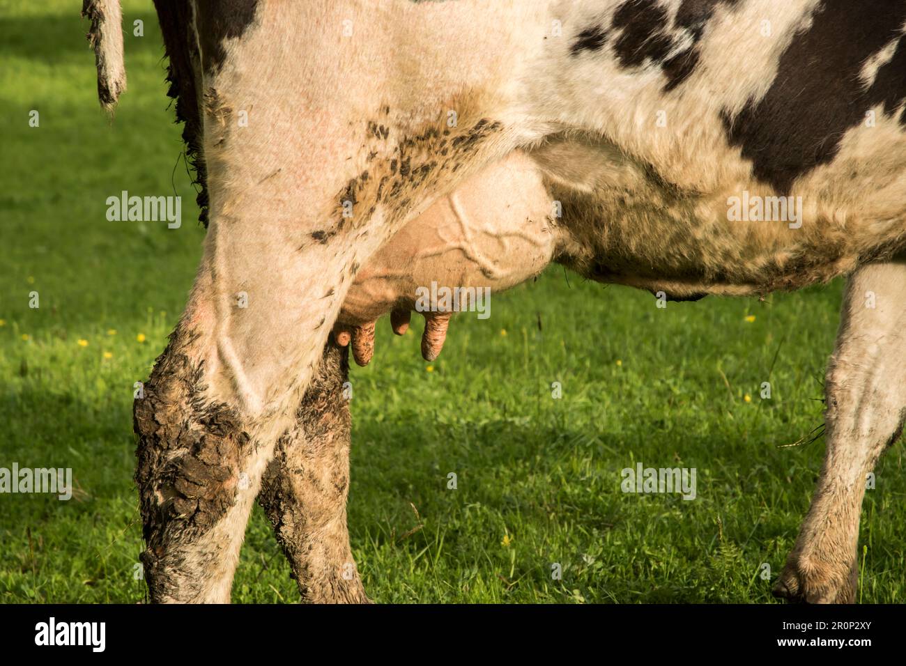 Why Are Cows Udders So Big at Donald Mccann blog