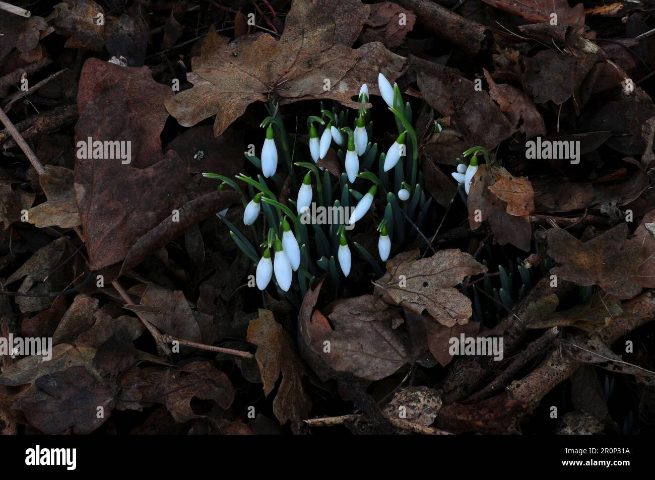 Snowdrop buds pushing up through leaf litter Stock Photo - Alamy