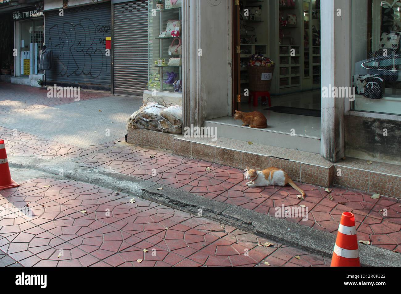 cats in front a shop in bangkok in thailand Stock Photo - Alamy