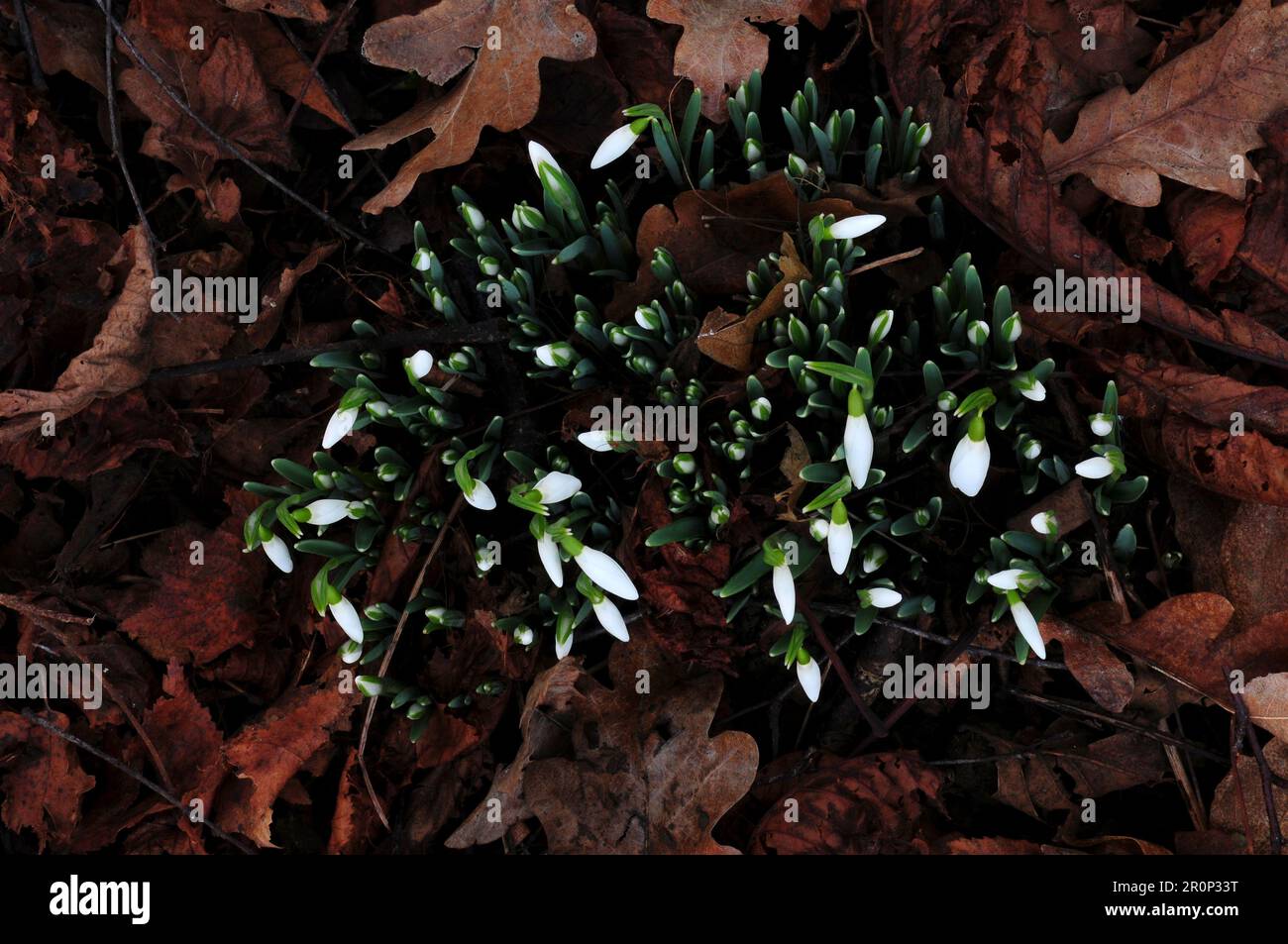 Snowdrop buds pushing up through leaf litter Stock Photo - Alamy