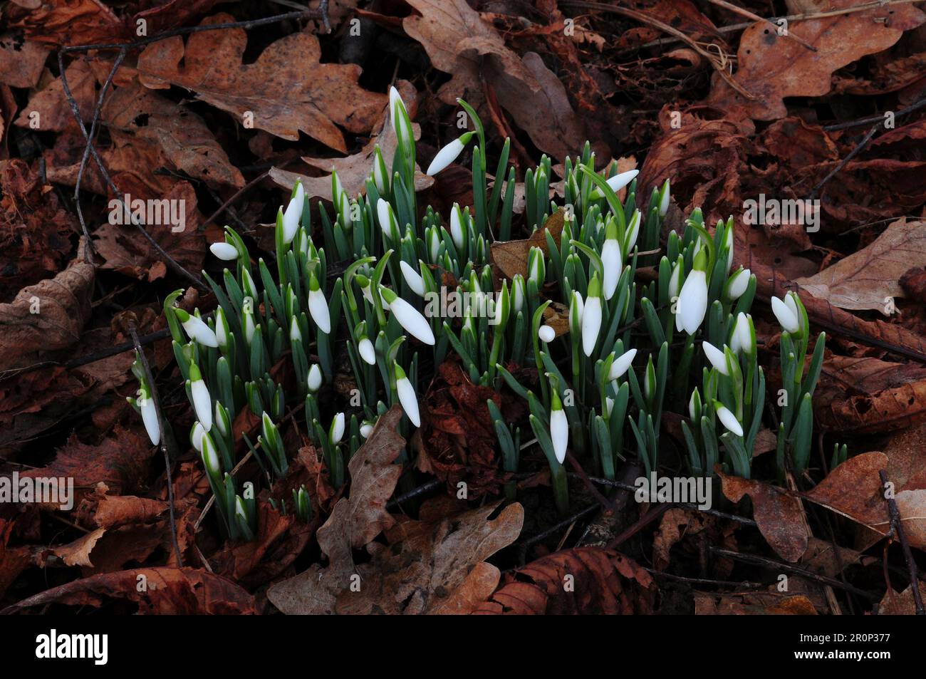 Snowdrop buds pushing up through leaf litter Stock Photo - Alamy
