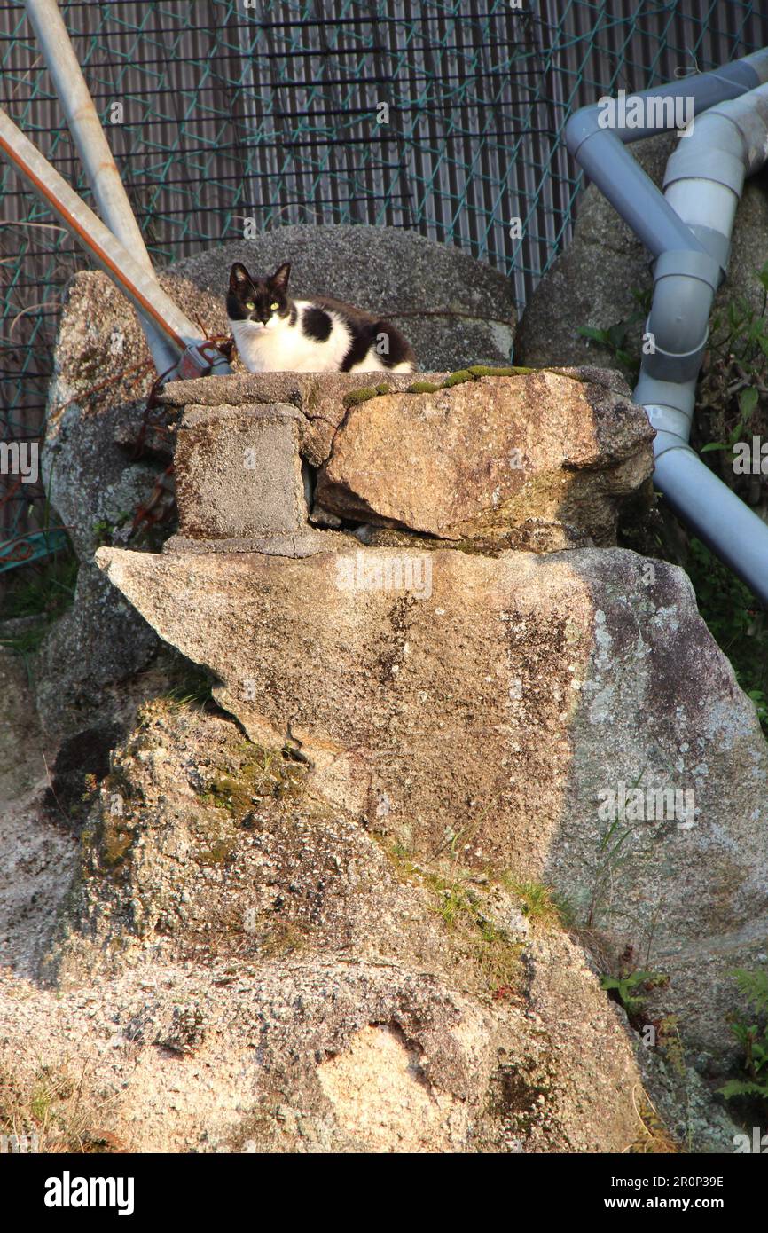 Rock japonais hi-res stock photography and images - Alamy