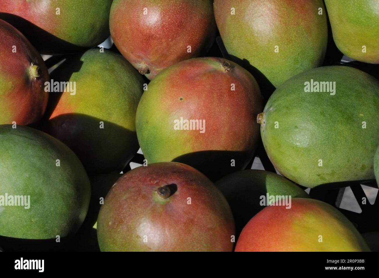 Kastrup/Copenhagen /Denmark/09 May 2023/mango imported from Peru sale ...