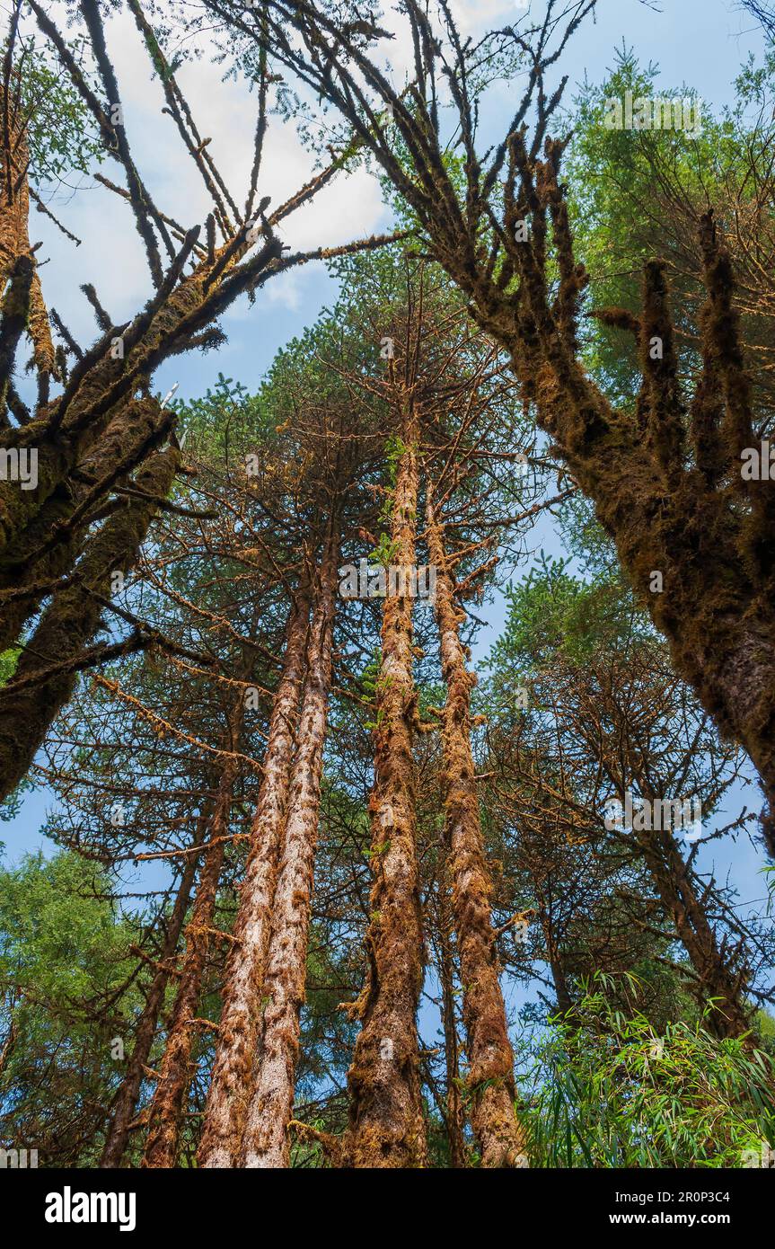 Big trees touching blue sky above. Barsey or Varsey rhododendron ...
