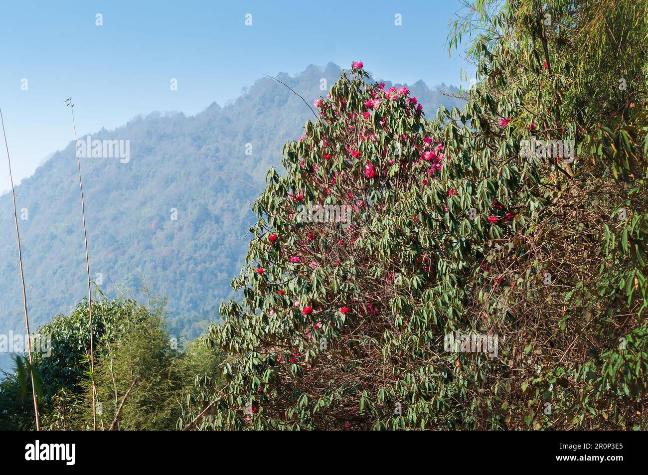 View of blooming Rhododendron flowers, Rhododendron niveum, in Sikkim ...