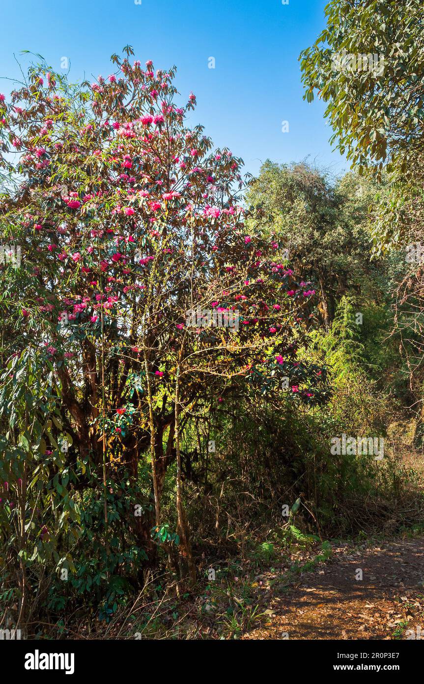View of blooming Rhododendron flowers, Rhododendron niveum, in Sikkim ...