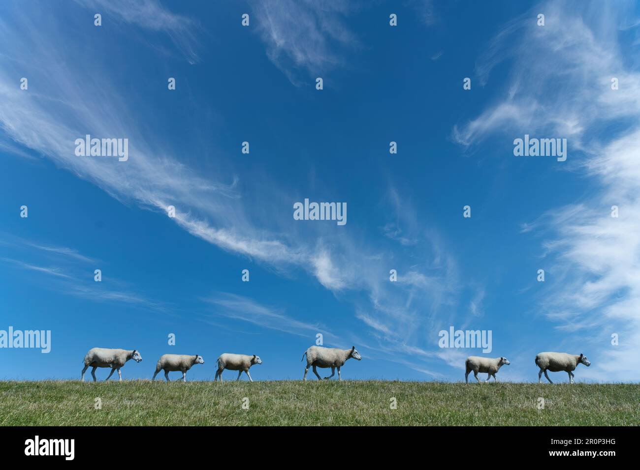 Side view of six sheep walking in a neat line over the grass of a dike ...