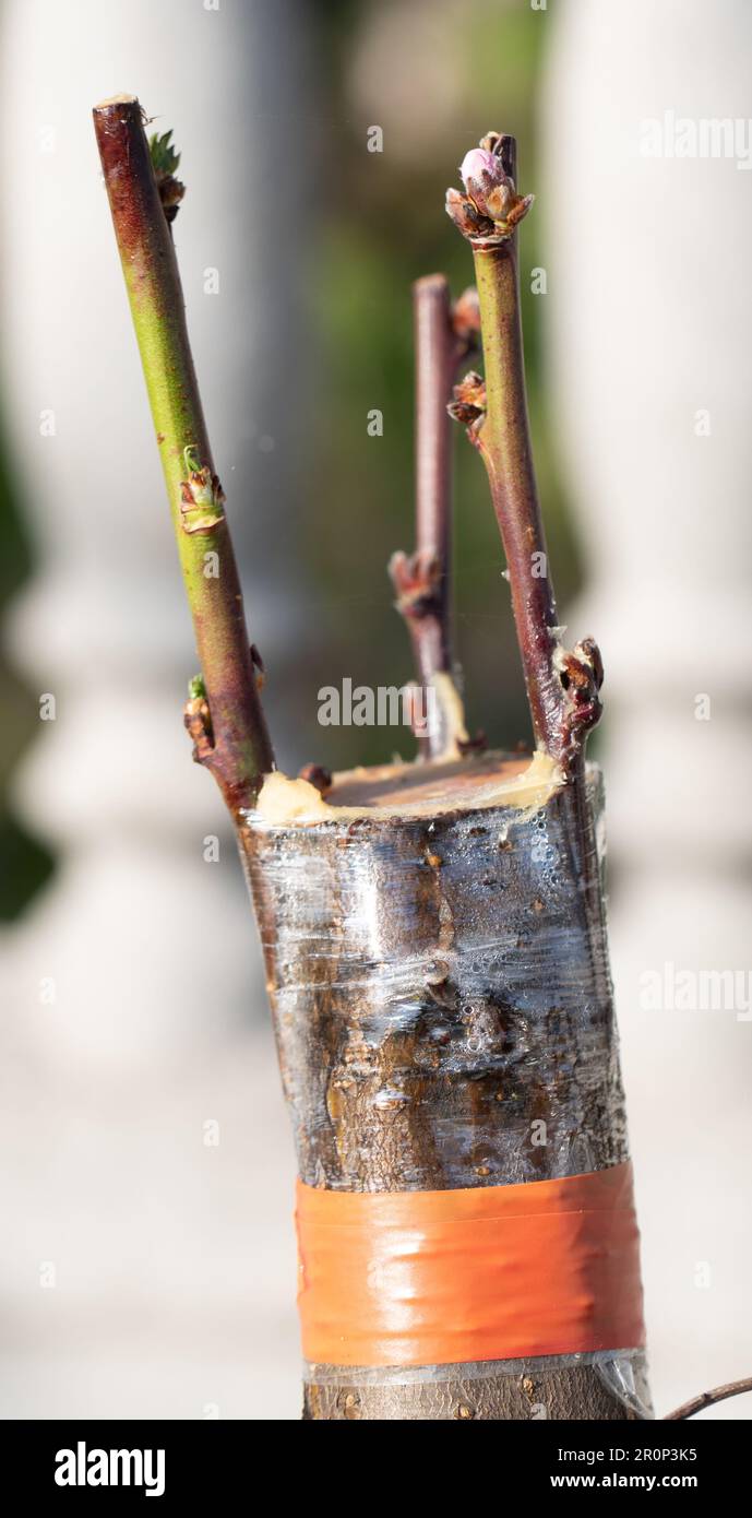 Healthy peach graft thriving on cherry plum rootstock Stock Photo - Alamy