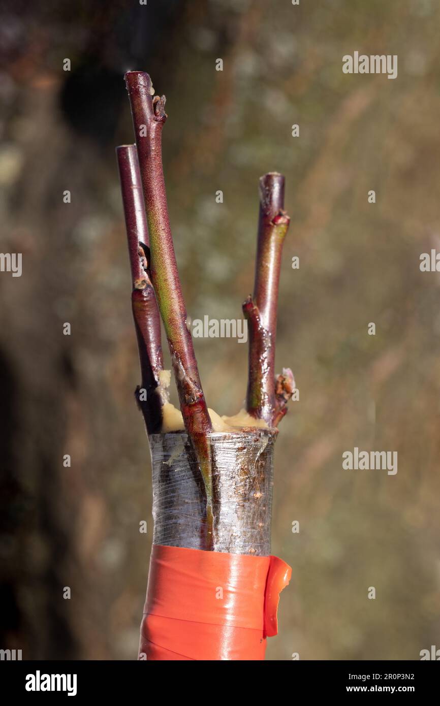 Expertly grafted peach tree growing strong on cherry plum rootstock ...