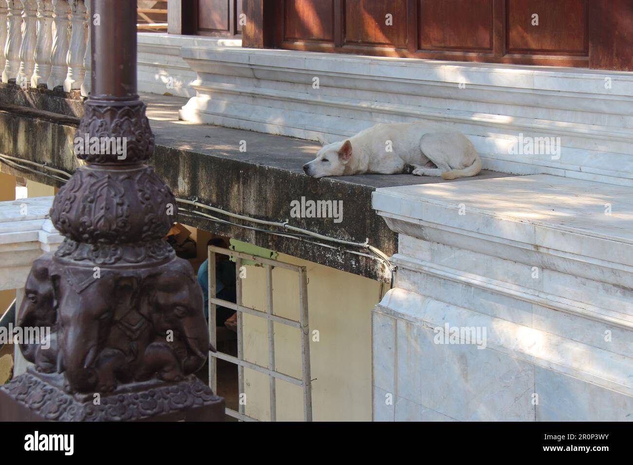 dog in a temple in chiang mai in thailand Stock Photo - Alamy