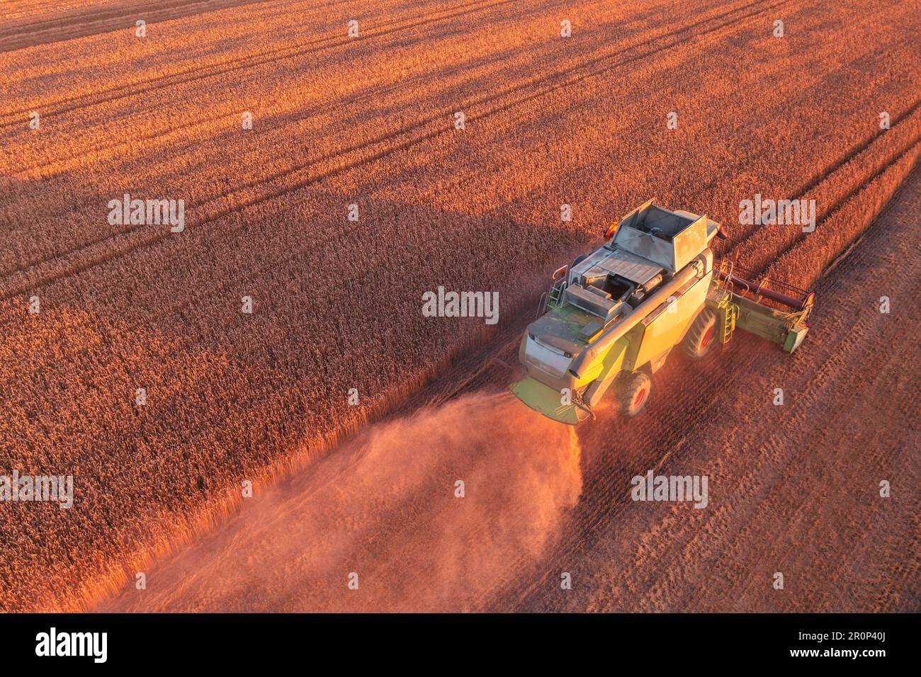 Witness the Harvest: A Stunning Drone Shot of a Wheat-Collecting ...