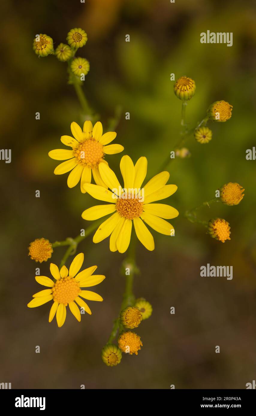 yellow daisy takes center stage in this close-up shot, with the ...