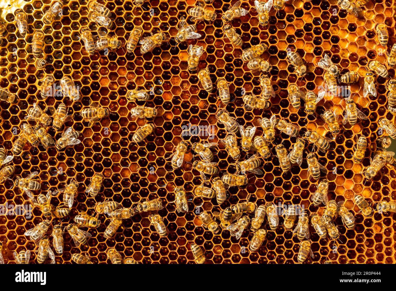 Captured in detail, the honeycomb texture of beeswax reveals a ...