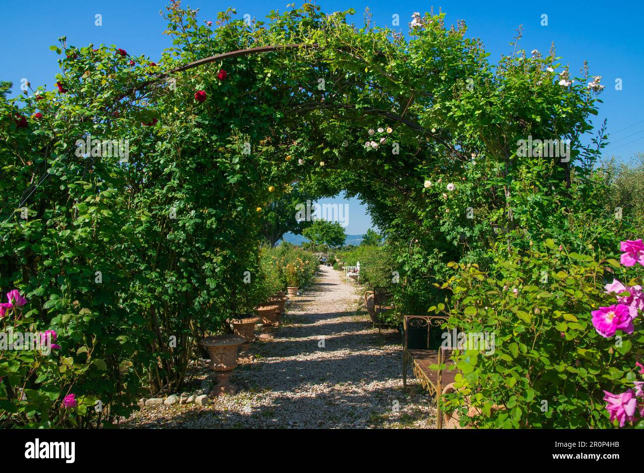 Beautiful arch in the rose garden in the spring season in Assisi ...