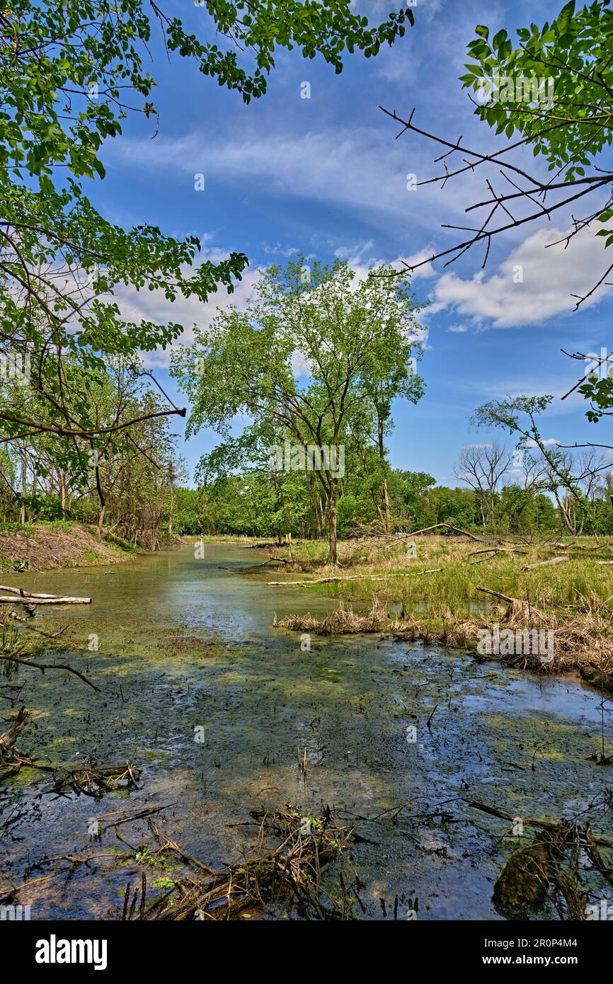 Teaneck Creek Conservancy in Teaneck,NJ,USA. A beautiful wetland scene ...