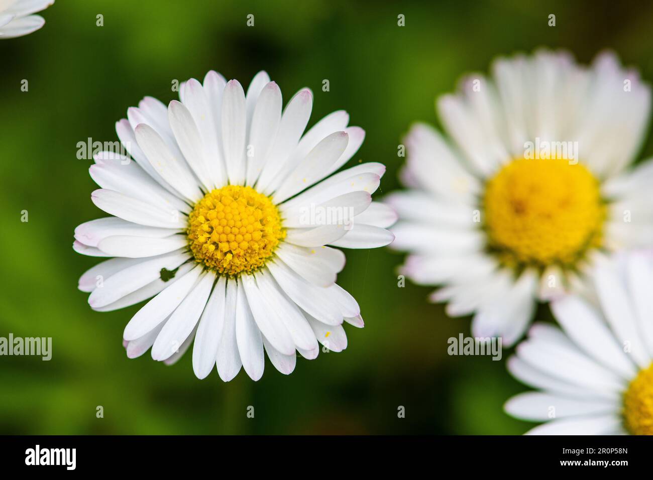 A sea of radiant daisies enchant my garden and bring joy to my heart ...