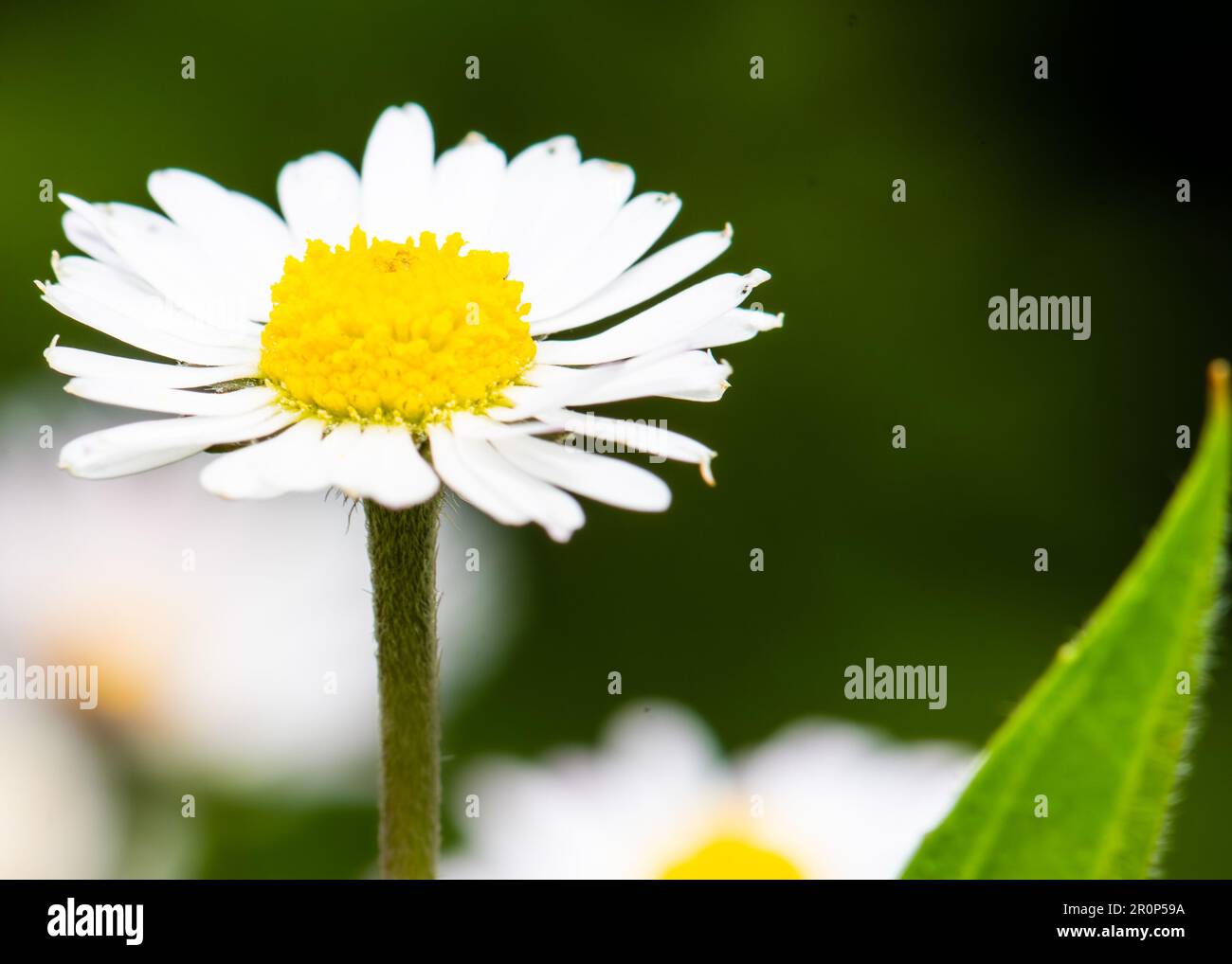 Floralicious hi-res stock photography and images - Alamy