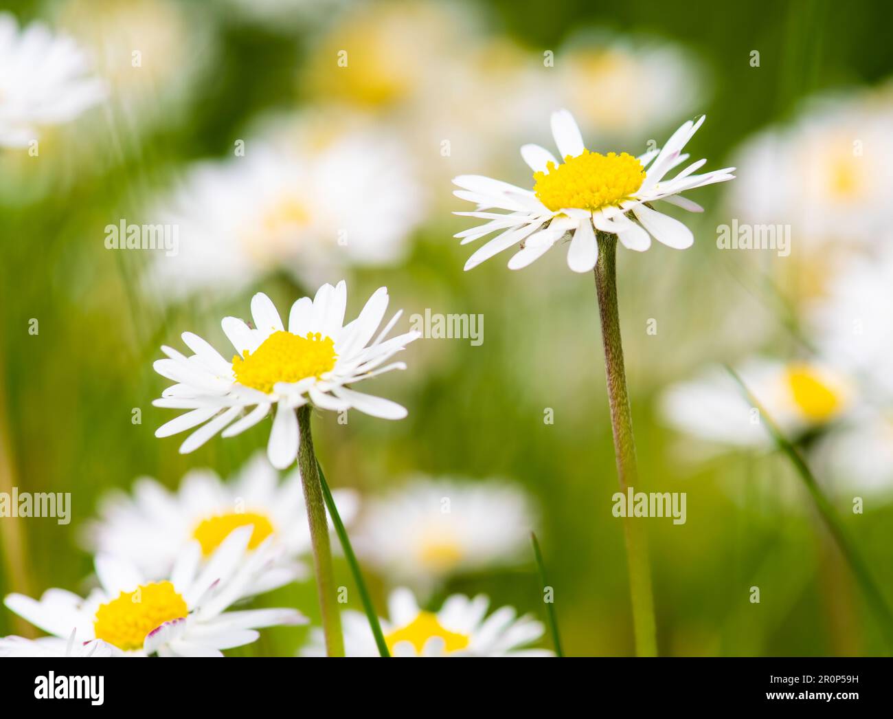 A sea of radiant daisies enchant my garden and bring joy to my heart ...