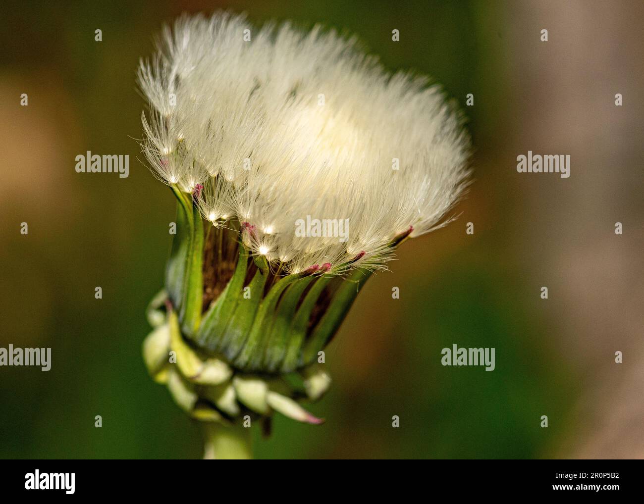 Enjoy the summer like a dandelion - with the sun on your face and your ...