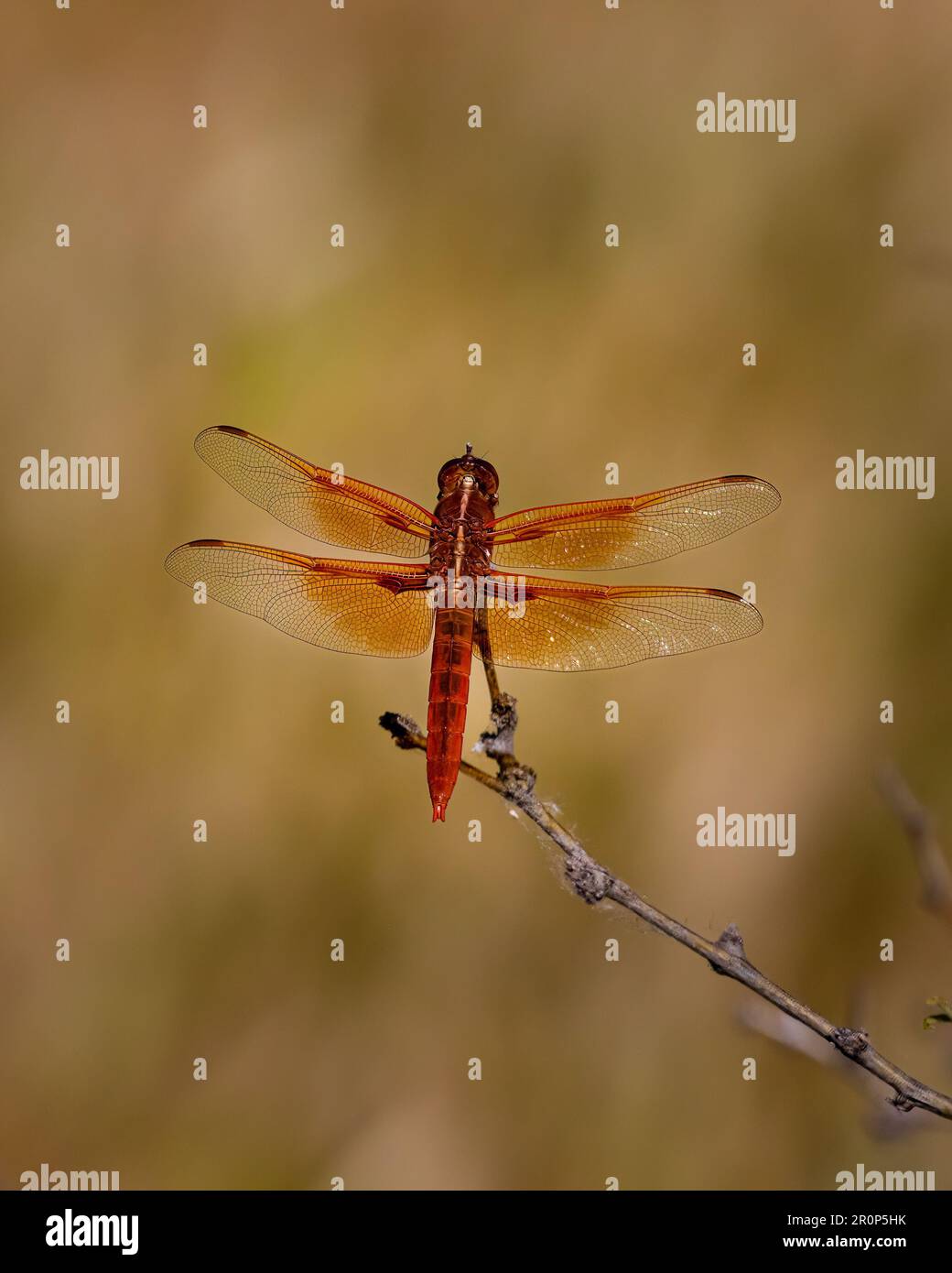 A Flame Skimmer (Libellula saturata) poses just long enough for a ...
